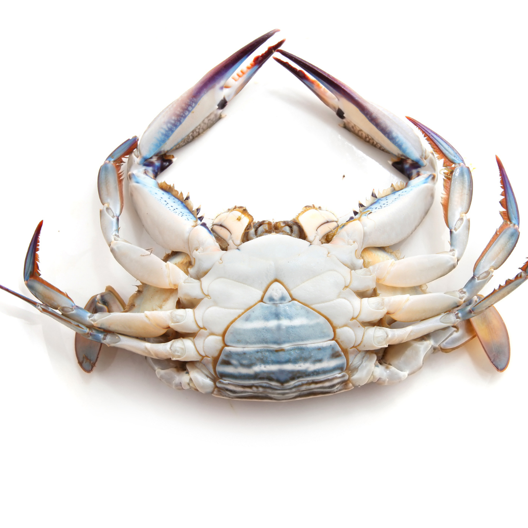 Chesapeake Crab Connection - Live Female Blue Crabs - Shop Online ...